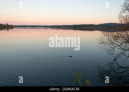 Native water rat, Australia Stock Photo - Alamy