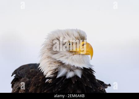A scruffy portrait of a Bald eagle (Haliaeetus leucocephalus) in Alaska ...