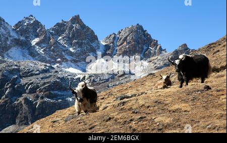 Three Yaks in Tibet Stock Photo - Alamy