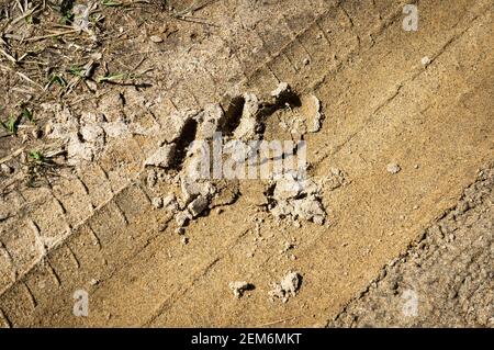 Animal footprint in dirt Stock Photo - Alamy