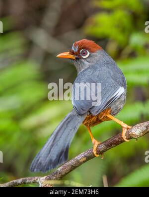 Chestnut-capped Laughingthrush Pterorhinus mitratus digging a hole in a ...