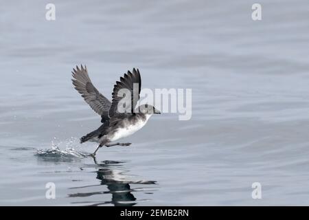 Peruvian Diving-Petrel (Pelecanoides garnoti), at sea in Humboldt ...
