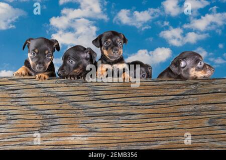 Brown and black brindle Jack Russell Terrier dog puppy. Looks cheeky ...