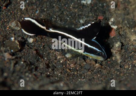 Painted Sweetlips (Diagramma pictum) Actinopterygii Stock Photo - Alamy