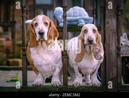 Pair of Basset Hounds Stock Photo - Alamy
