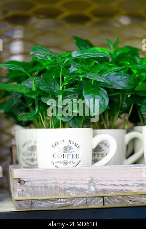 coffee plant in cup. Sprouted coffee sprouts, fresh natural green ...