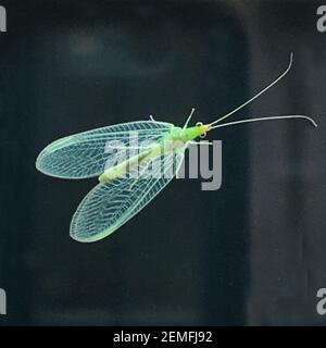 The wing of a common green lacewing (Chrysoperla carnea) with dewdrops ...