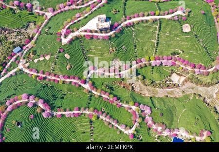 Taipin Cherry Tea Garden is very beautiful in Yongfu Town, Longyan City ...