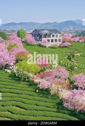 Taipin Cherry Tea Garden is very beautiful in Yongfu Town, Longyan City ...