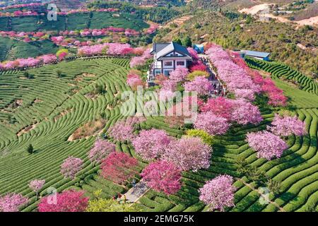 Taipin Cherry Tea Garden is very beautiful in Yongfu Town, Longyan City ...