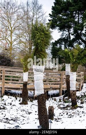 Tree ferns, Dicksonia Antartica, wrapped with horticultural fleece as ...