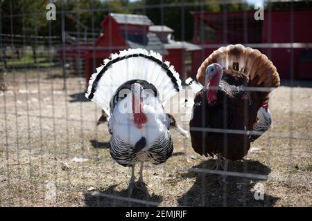 Large, plump domesticated turkeys in caged area in residential ...