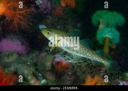 Greenland Cod underwater in the St. Lawrence River in Canada Stock ...