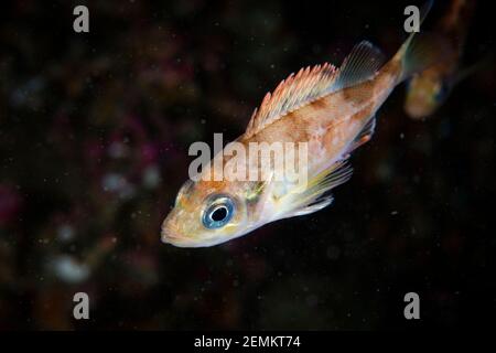 Acadian redfish underwater in the St. Lawrence River Stock Photo - Alamy