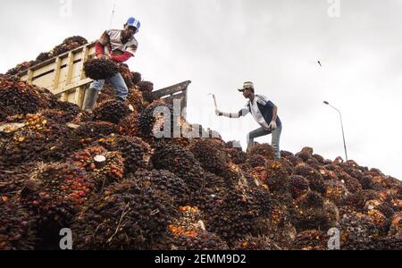 Palm oil factory. Workers at an oil palm (Elaeis guineensis) processing ...