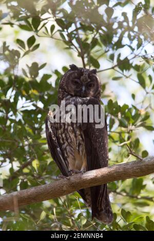 Stygian Owl (Asio stygius) perched on a branch in the Atlantic ...