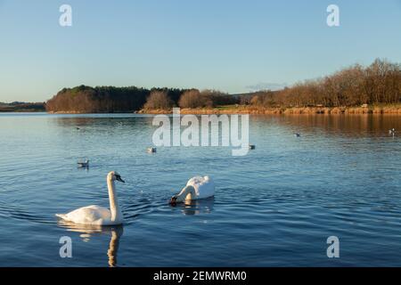 Lochore Meadows Country Park in the county of Fife in Scotland, UK ...