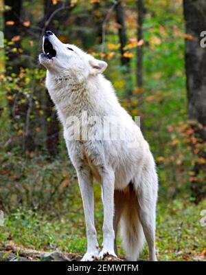 White wolf howling in the woods Stock Photo - Alamy