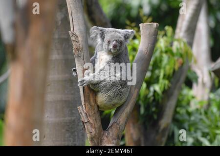 A koala is pictured at the Guangzhou Chimelong Safari Park in Guangzhou ...