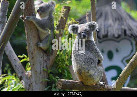 A koala is pictured at the Guangzhou Chimelong Safari Park in Guangzhou ...
