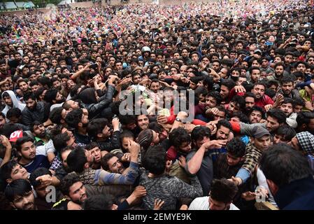 Dead tiger, killed by villagers who caught the tiger in a trap which ...
