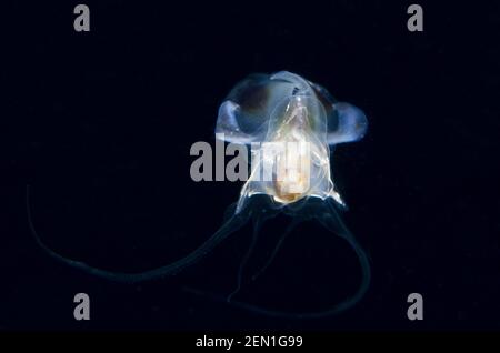 Sea Butterfly, Cavolinia uncinata, floating in water column, Blackwater ...