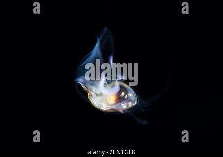 Sea Butterfly, Cavolinia uncinata, floating in water column, Blackwater ...