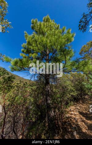 Apache Pine Tree (Pinus engelmannii) in a Woodland Landscape in Rural ...