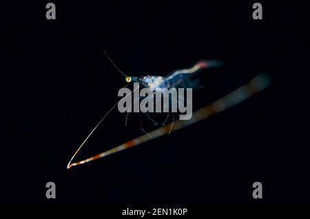 Palaemonid Shrimp, Palaemonidae Family, larva floating in water column ...