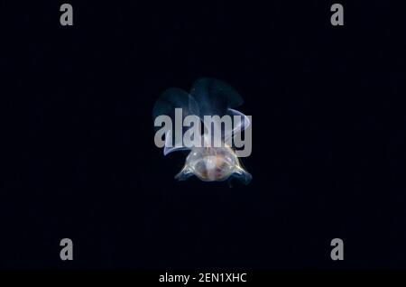 Sea Butterfly, Cavolinia uncinata, floating in water column, Blackwater ...