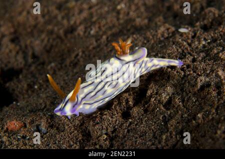Black-striped Hypselodoris Nudibranch, Hypselodoris nigrostriata, Batu ...