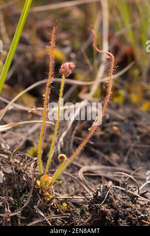Close-up of a single plant of Drosera capensis (a carnivorous plant ...