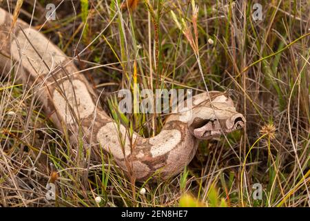 Very common venomous snake in Brazil known as "jararaca Pintada or ...