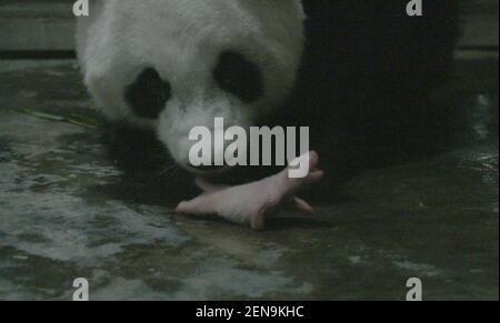 Female giant panda Abao takes care of her new born male-female panda ...