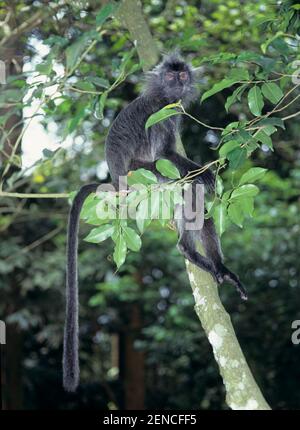 Roter Langur, Graue Unterart, (Presbytis melalophus crucigera Stock ...
