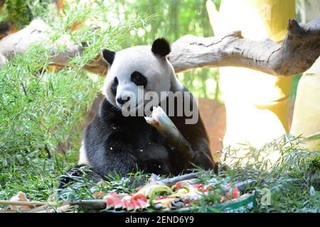 The panda triplets Meng Meng, Shuai Shuai and Ku Ku eat food next to an ...