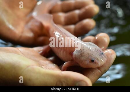 Full Grown Axolotl