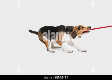 Portrait of Estonian Hound dog playing isolated over white background ...