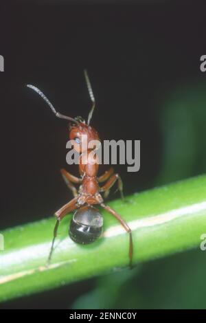 Red-barbed Ant (Formica rufibarbis) two adult workers, feeding at bait ...