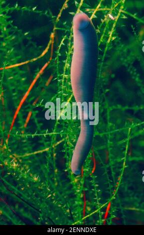 invertebrate invertebrates animal animals "segmented worm" "segmented ...