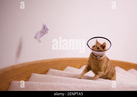 Orange cat in cone on stairs Stock Photo - Alamy