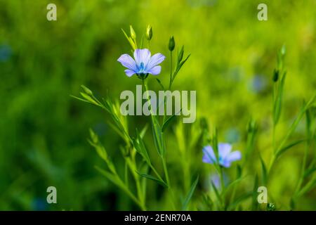 many small flowers of flax also called Pale or linum in spring Stock ...