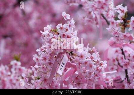 Blossoms of the Kozu Zakura tree at Sakura Jingu Shrine.The Cherry ...