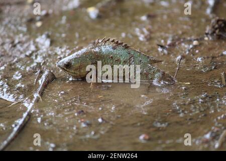 Anabas fish on ground in rainy season climbing perch fish in mud Stock ...