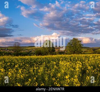 Spring evening view with rapeseed yellow blooming fields in sunlight ...