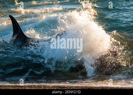 Orca stranding, hunting a sea lion pup, in Patagonia coast, Peninsula ...