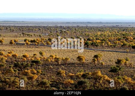 A bird view of desert poplar woods at Yiwu County Hami city Xinjiang ...