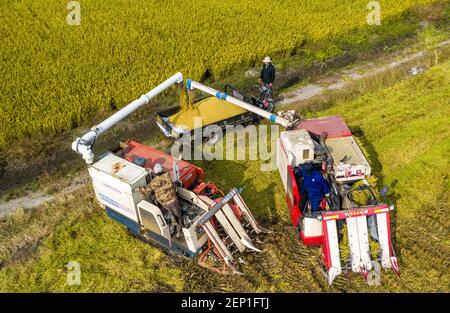 A Chinese worker drives a reaping machine to harvest rice in the field ...