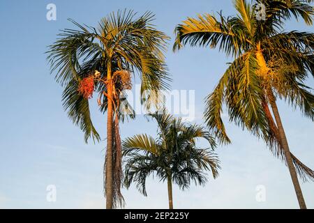 Carpentaria acuminata, commonly known as the carpentaria palm, the sole ...