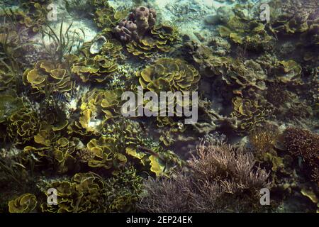 Coral reefs on the bed of coastal water photographed from a jetty in ...